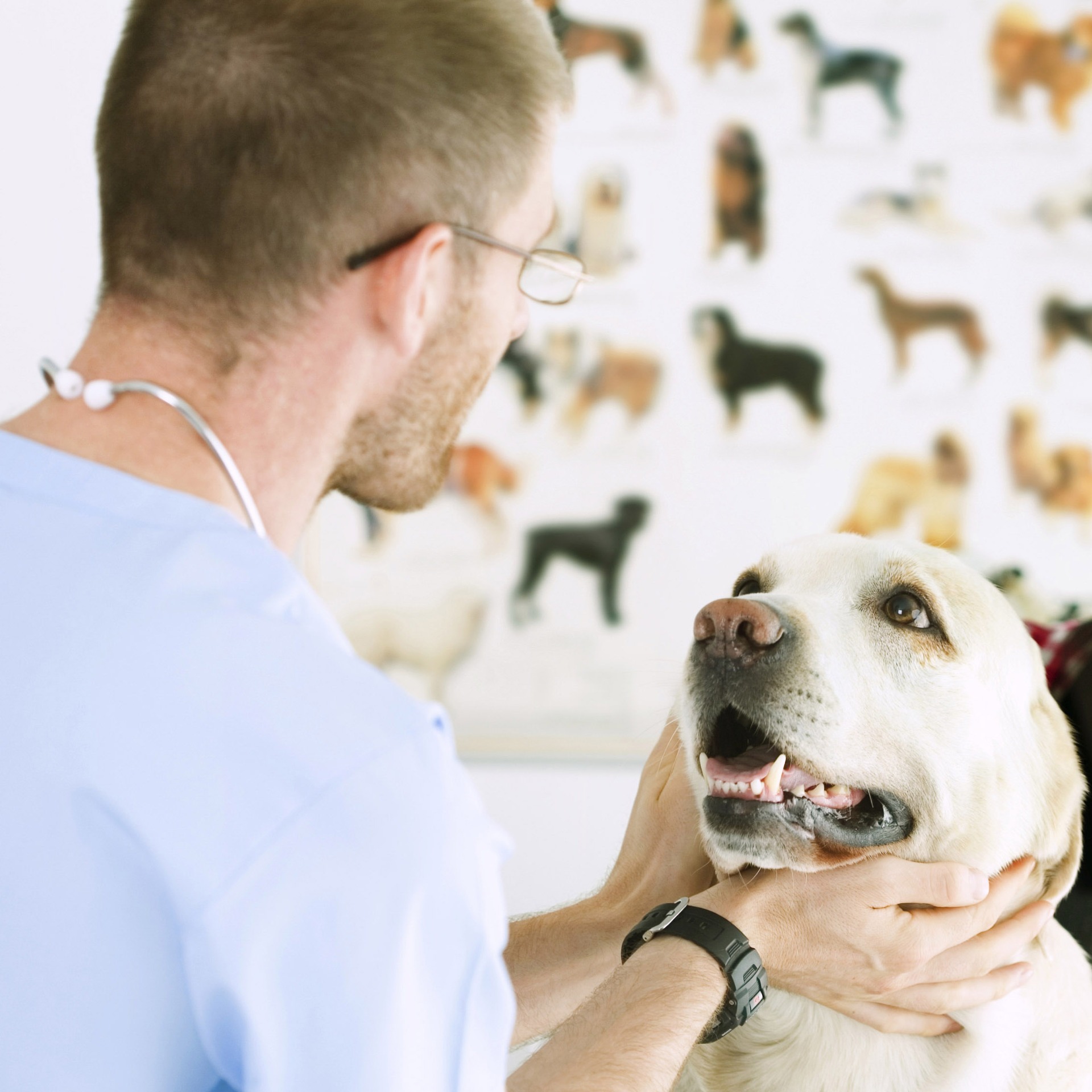 Clinica Veterinaria Family Pets