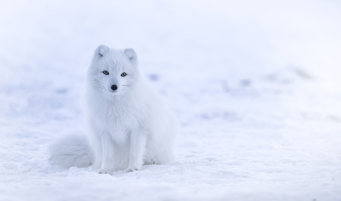 Síndrome de Nieve Visual :: Neurologia-castellon